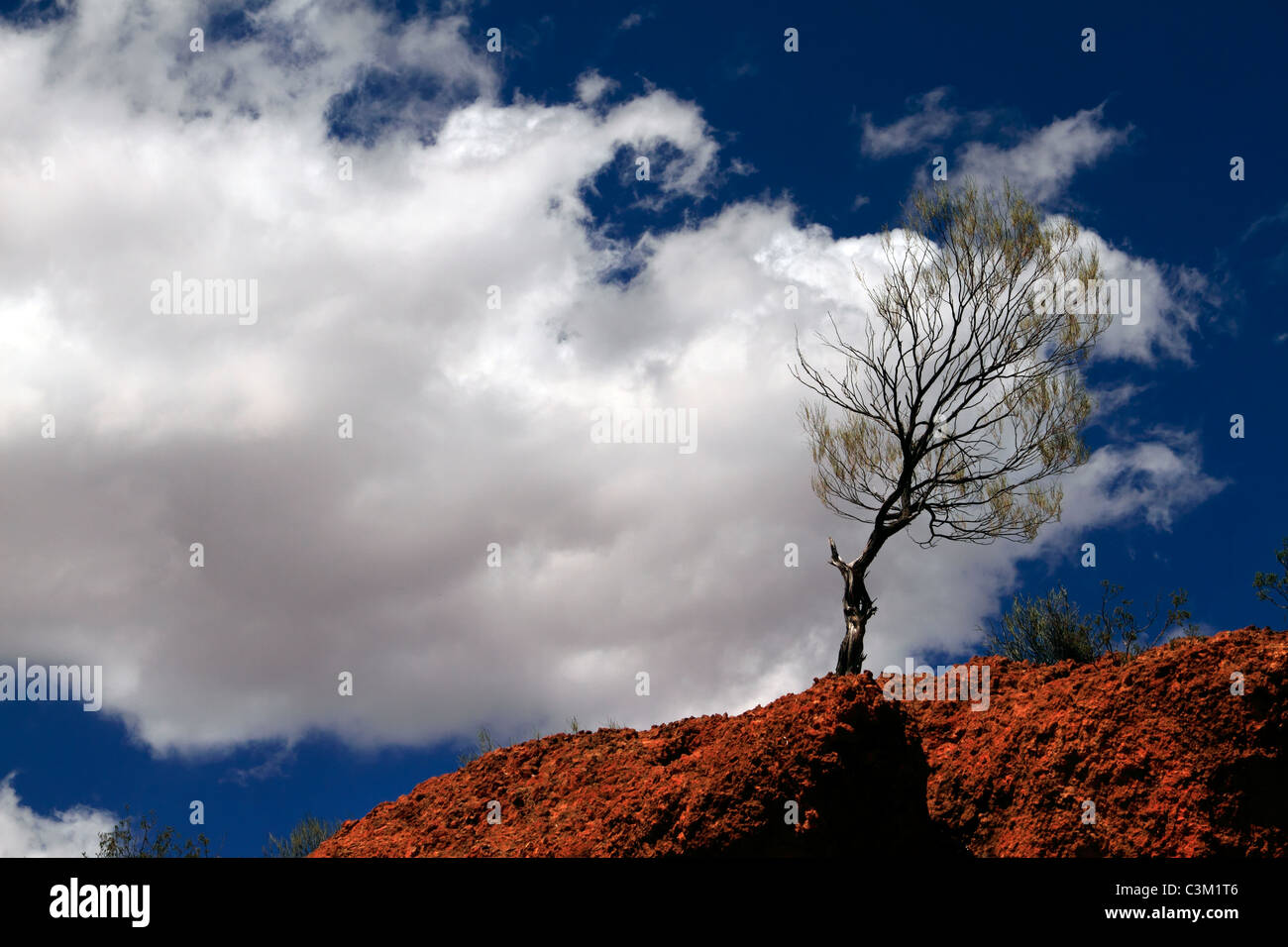 Mulga tree hi-res stock photography and images - Alamy