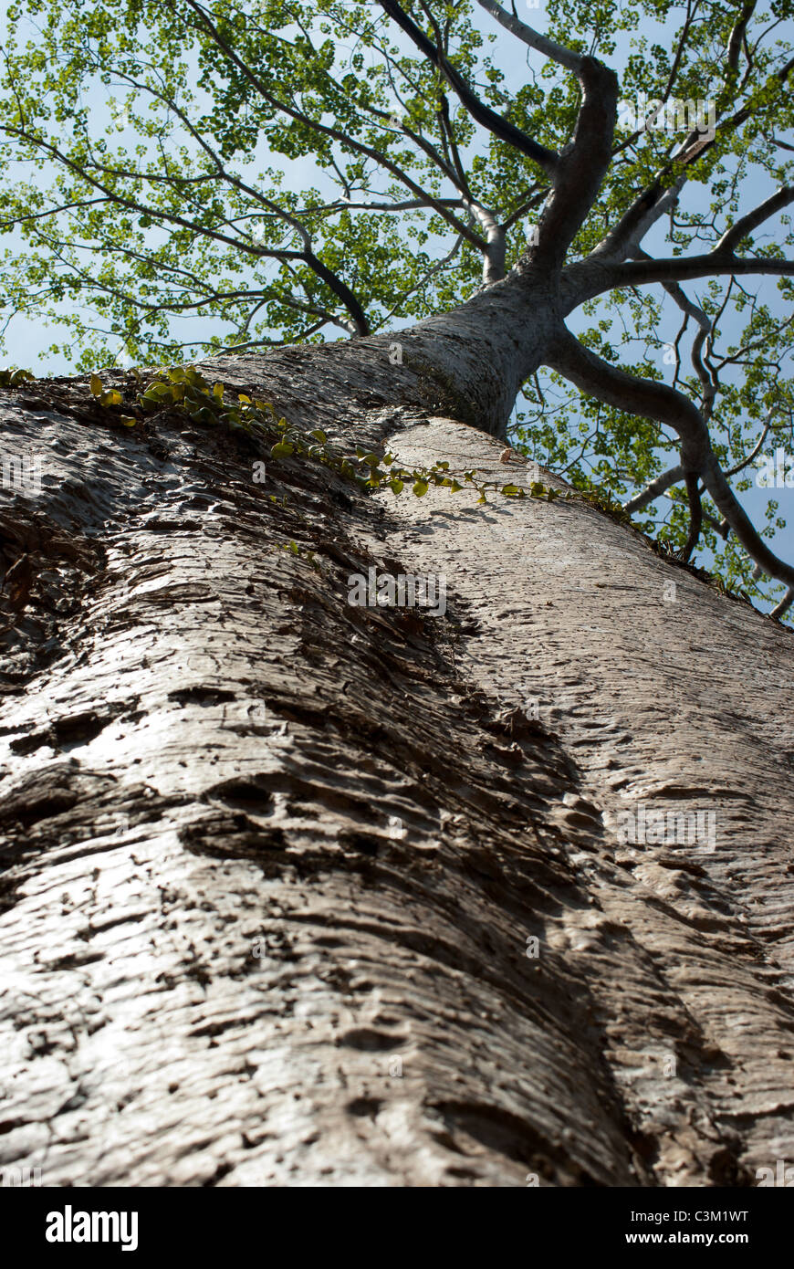 Giant tree hi-res stock photography and images - Alamy