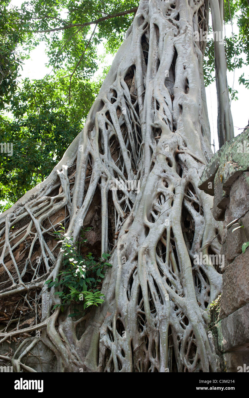 Giant tree hi-res stock photography and images - Alamy