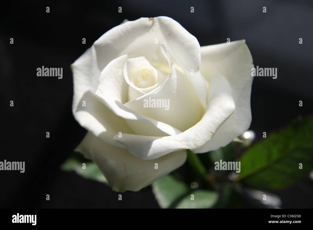 A single white rose Stock Photo - Alamy