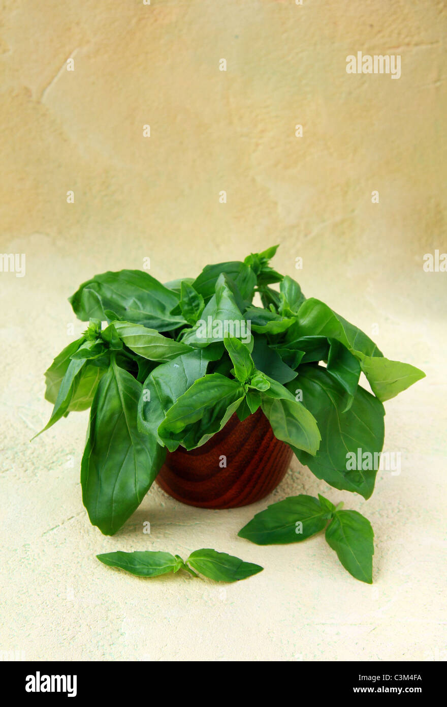 Basil in a bunch hi-res stock photography and images - Alamy