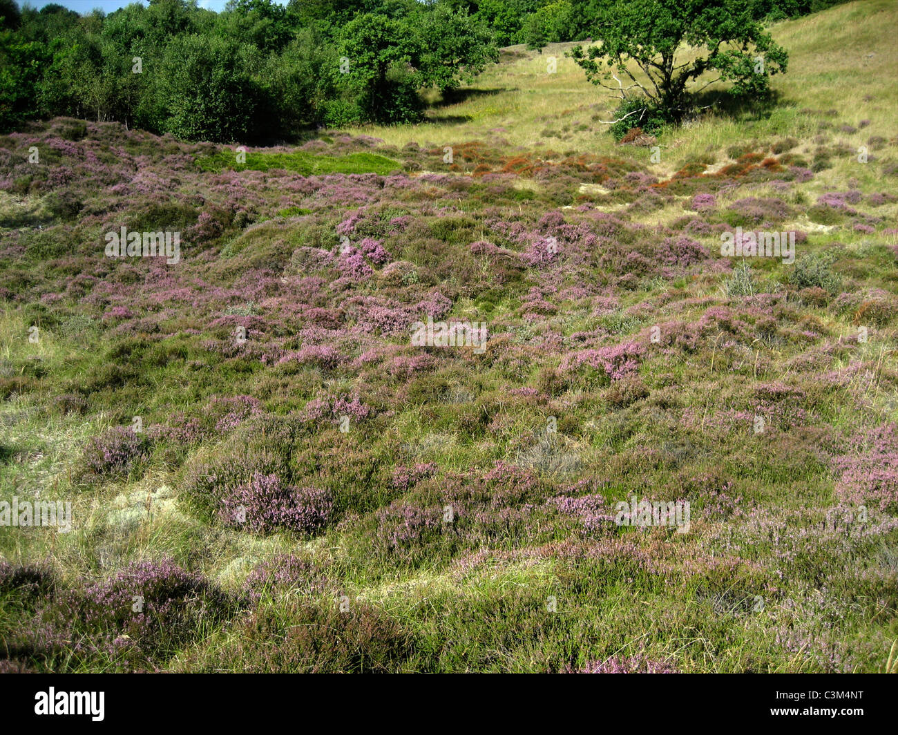 nature reserve in Holland Stock Photo - Alamy