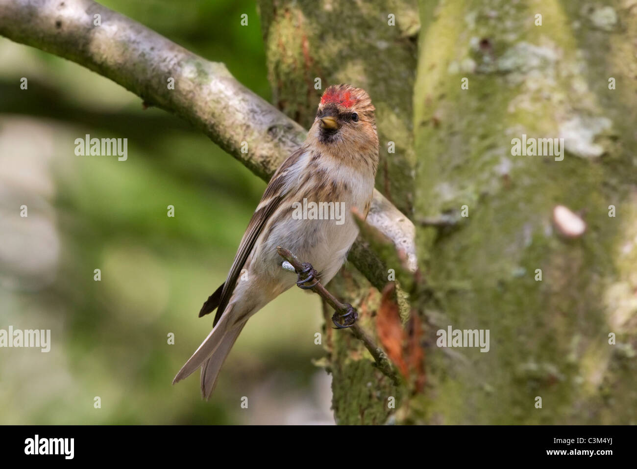 Female Lesser Redpoll (Carduelis cabaret) on a bare branch. Spring ...