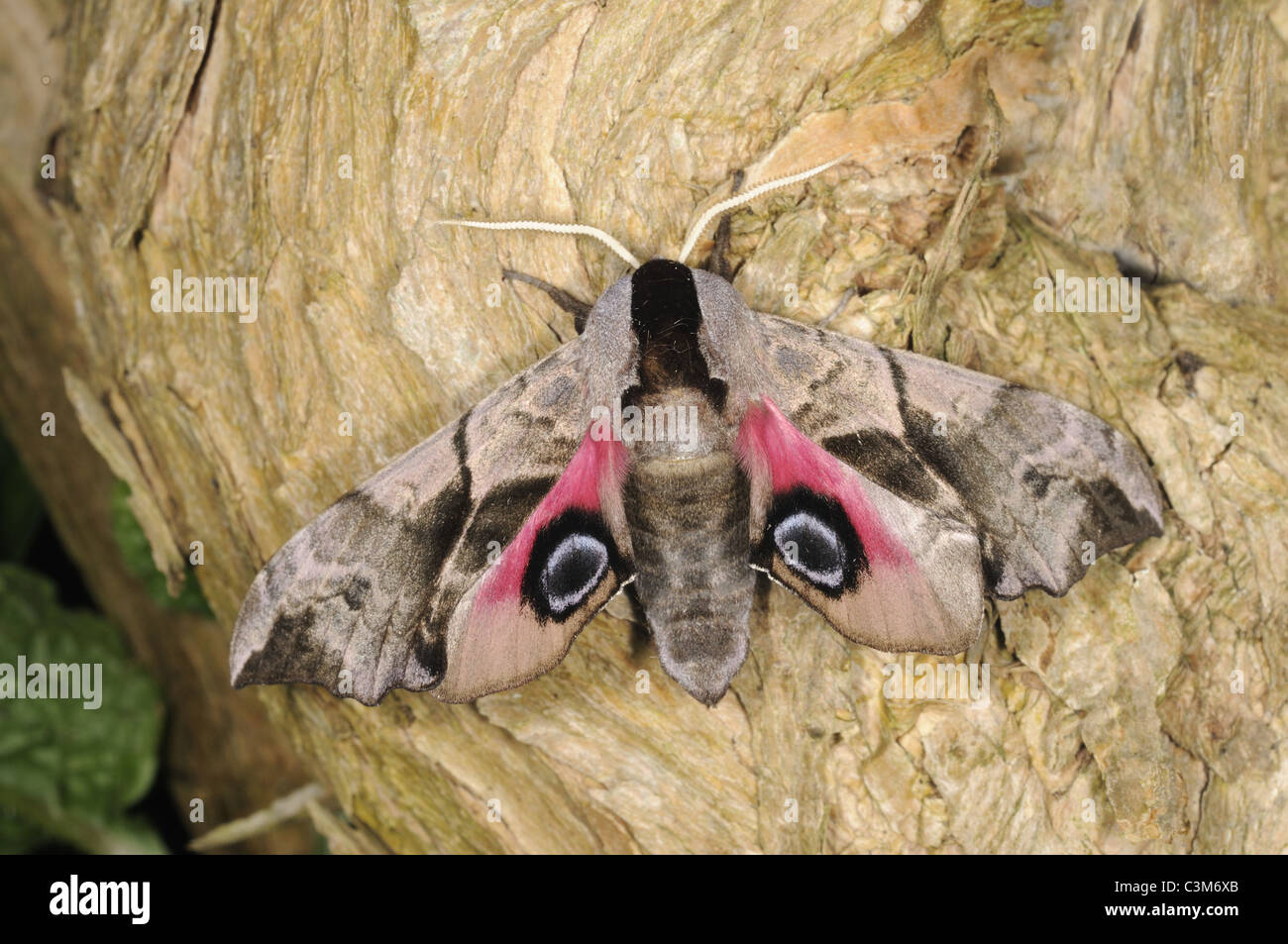 Eyed hawk moth (smerrinthus ocellata) at rest showing 'eyes' on wings ...