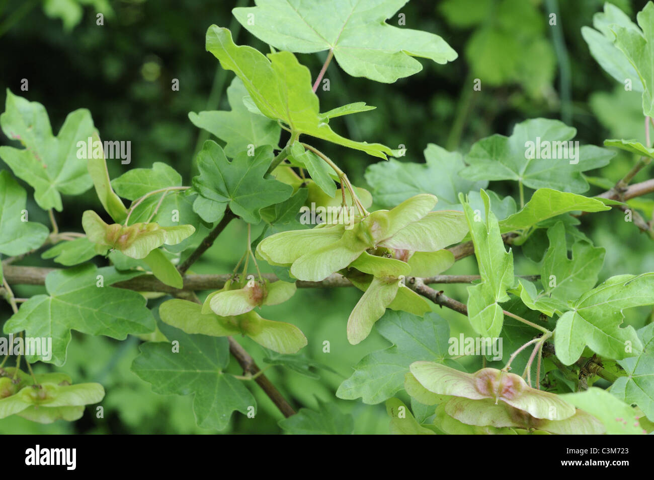 Field Maple, Acer campestre, showing earlt summer leaves and 'propeller ...