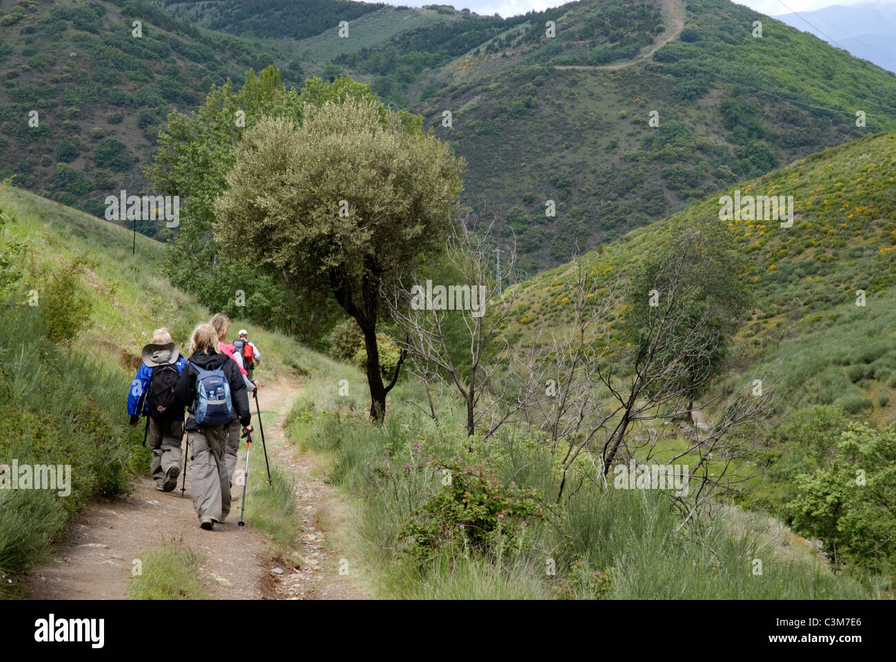Pilgrims walking along a footpath in the Camino de Santiago, Northern ...