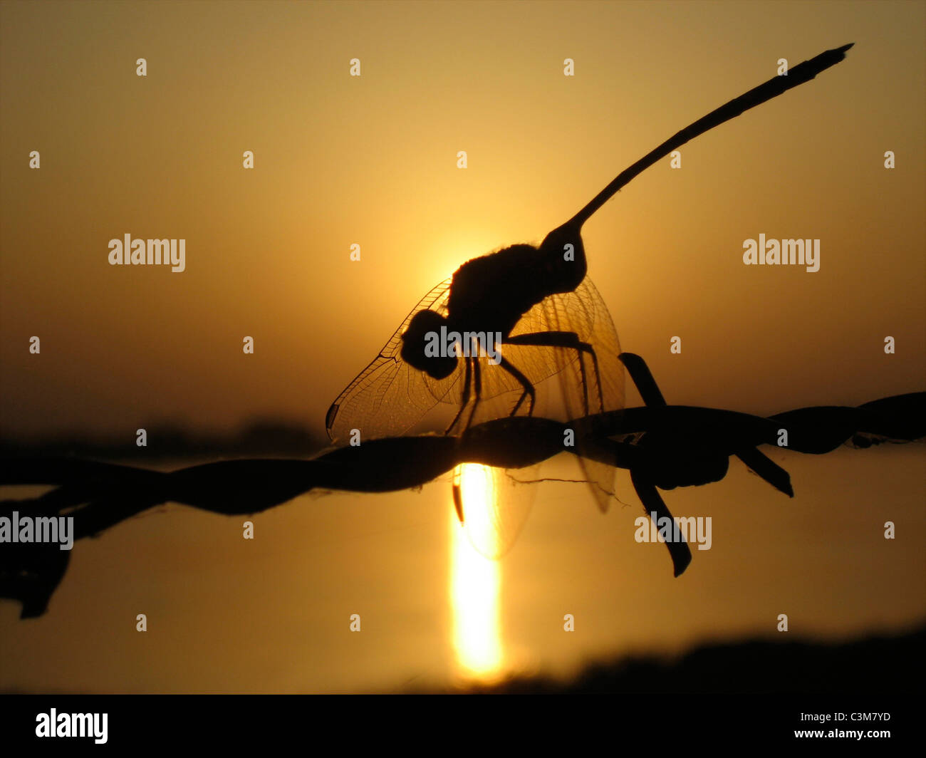 Dragonfly sunrise hi-res stock photography and images - Alamy