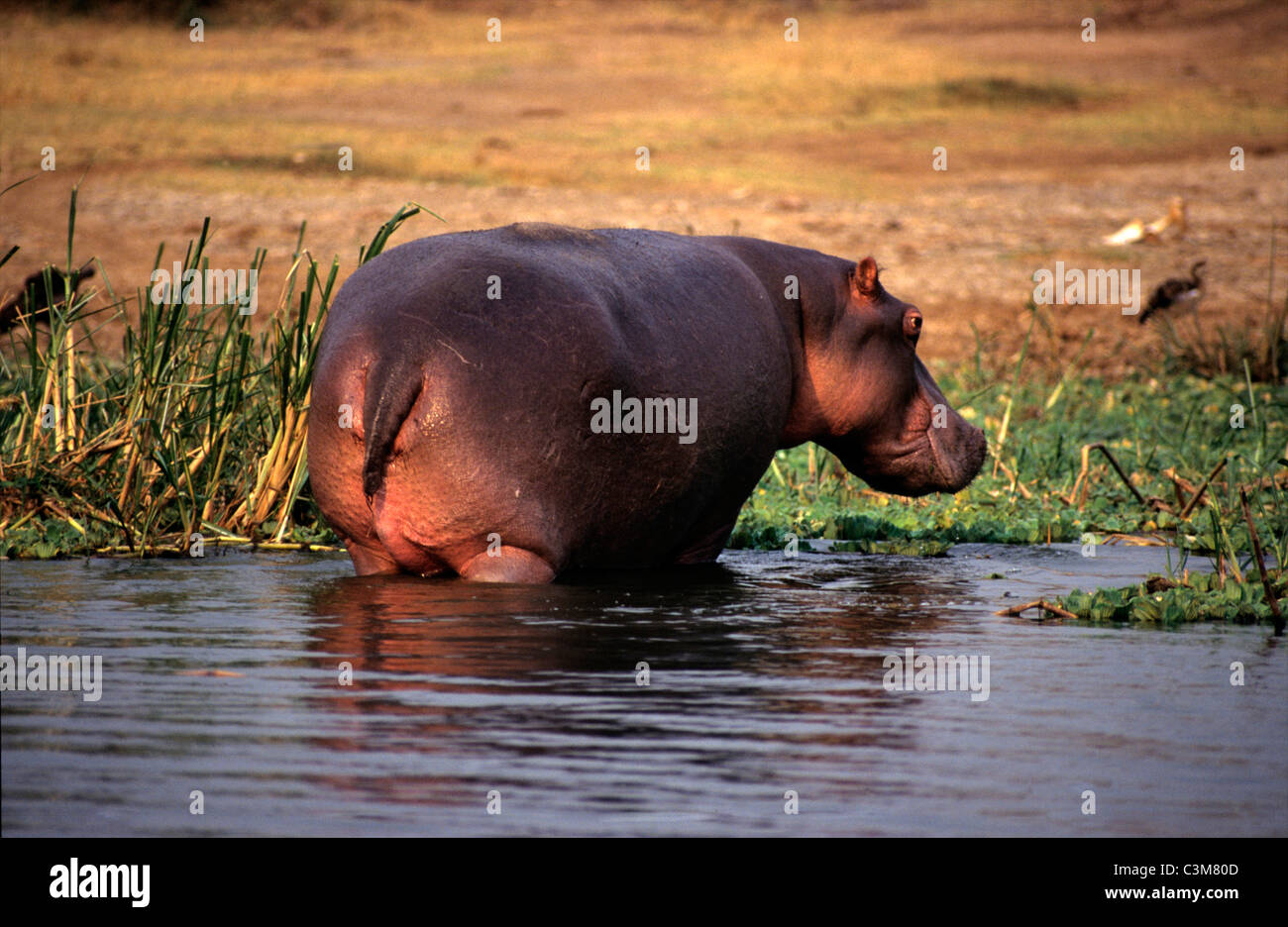Wildlife in uganda hi-res stock photography and images - Alamy