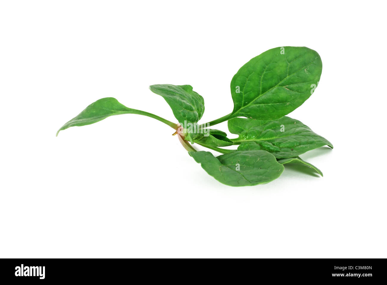 Fresh spinach isolated on white background Stock Photo - Alamy