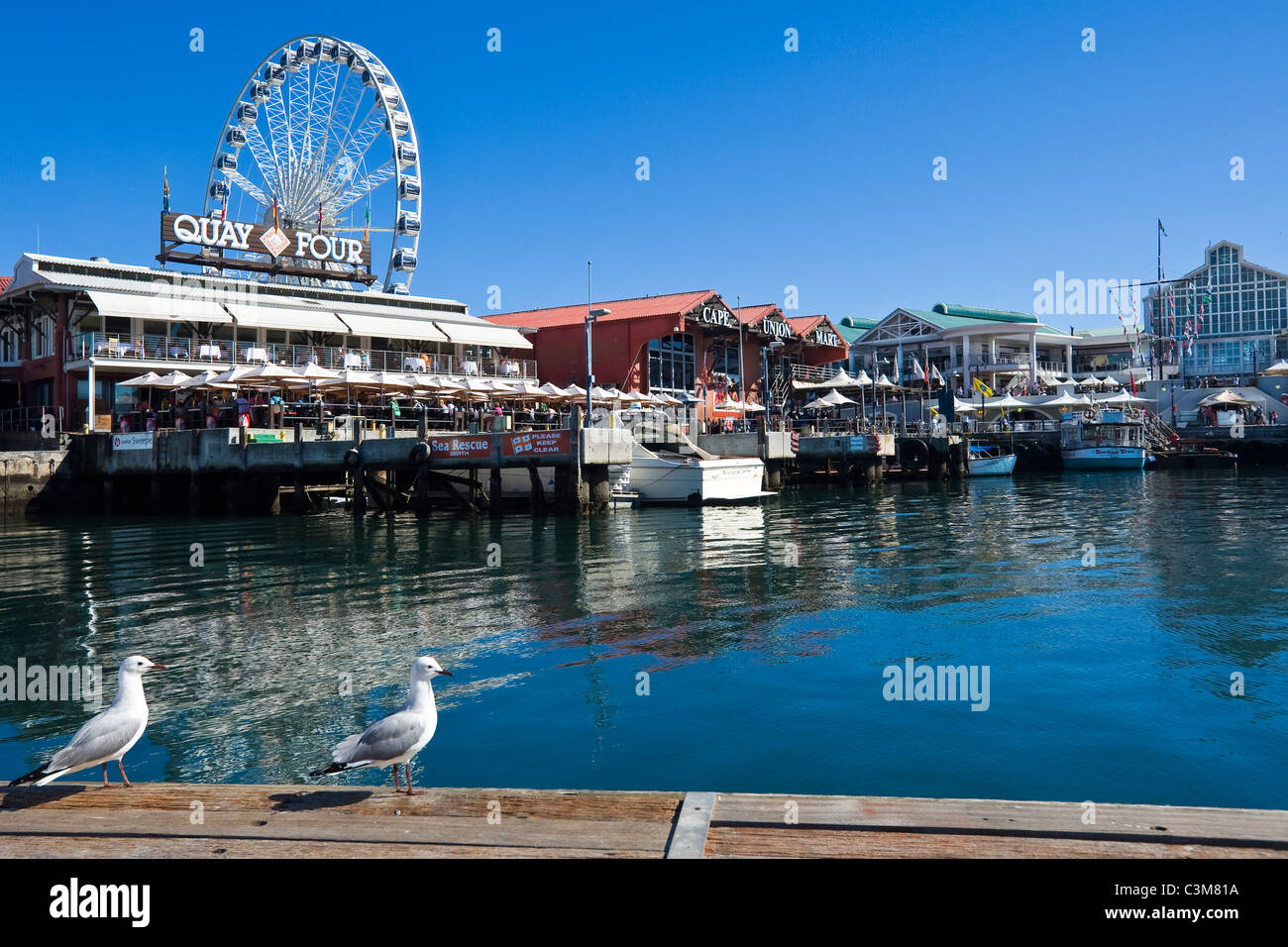 Gulls on a jetty with V&A Waterfront and Wheel of Excellence beyond ...