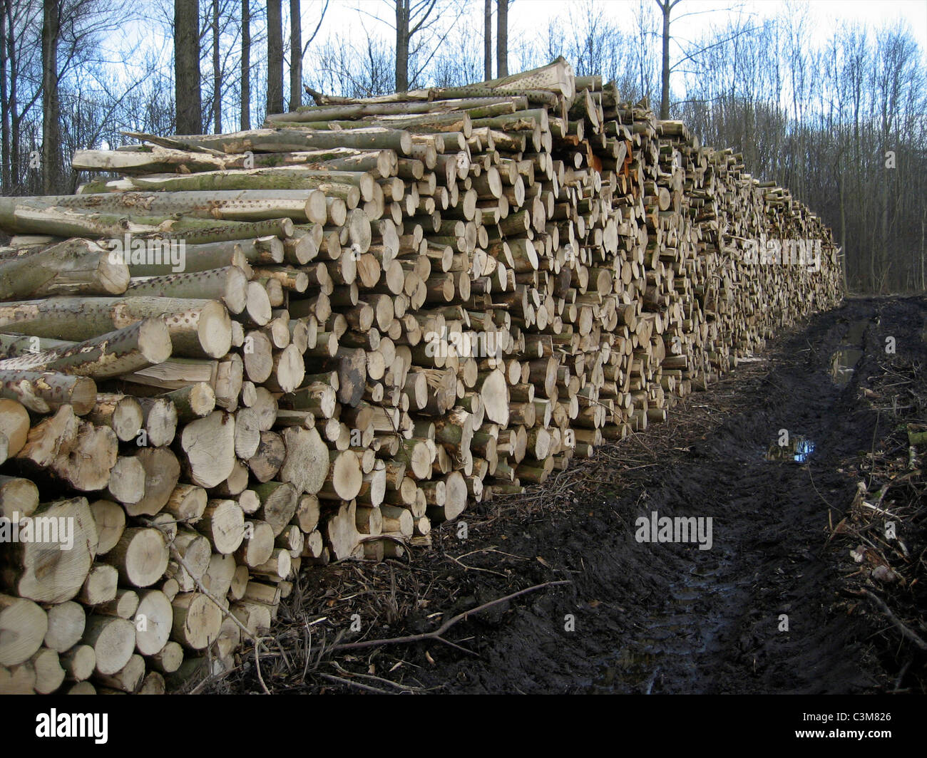 wood production for paper Stock Photo - Alamy