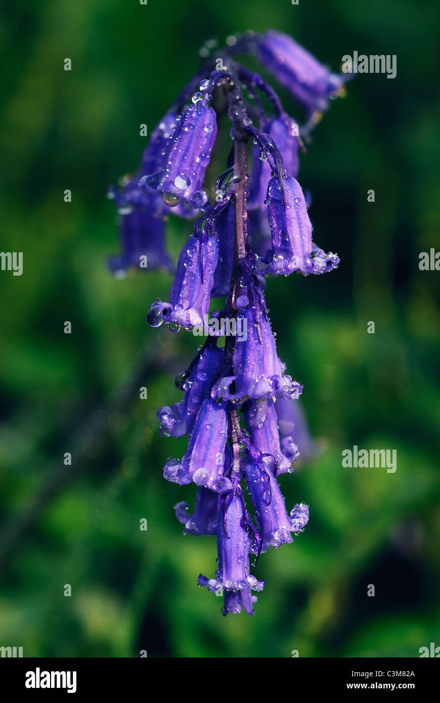Bluebells after rain, with droplets of water on their bells, Dorset, UK ...