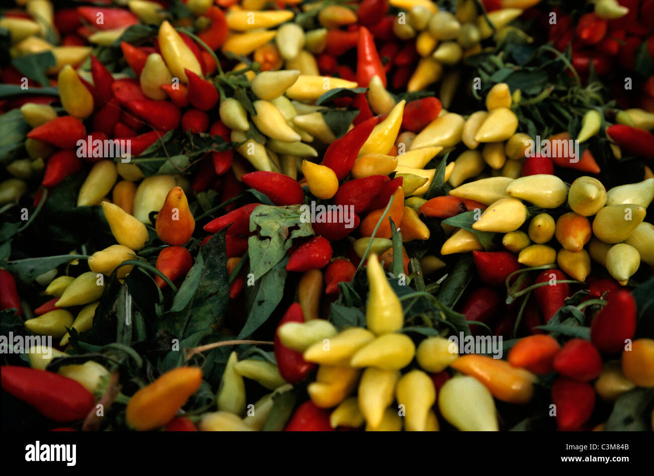 Tabasco pepper plant hi-res stock photography and images - Alamy