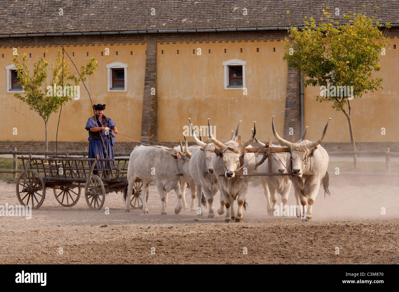 Hungary, Kalocsa. Traditional Hungarian ranch. Hungarian gray cattle ...