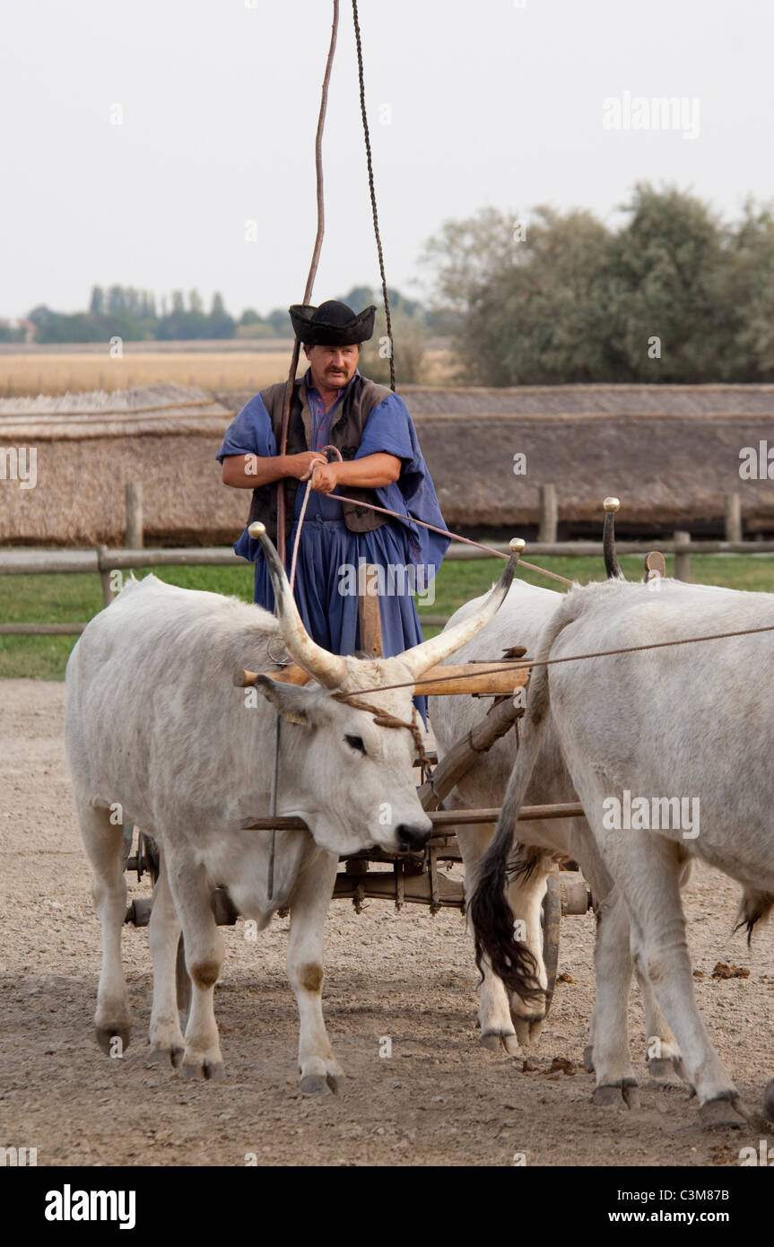 Hungarian cow breed hi-res stock photography and images - Alamy