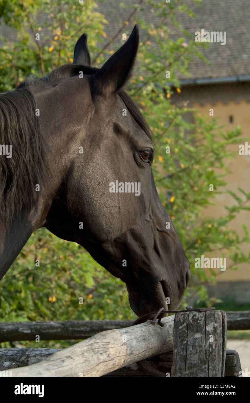 Hungary, Kalocsa, Puszta region. Traditional Hungarian horse ranch at ...