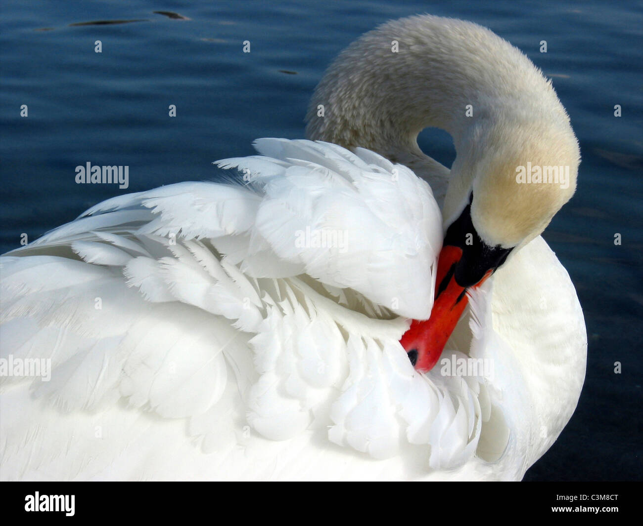 swans in Geneva Stock Photo - Alamy