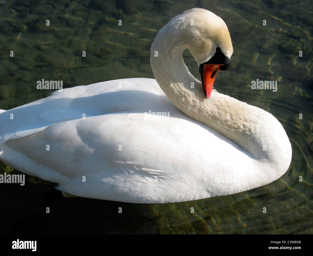 swans in Geneva Stock Photo - Alamy
