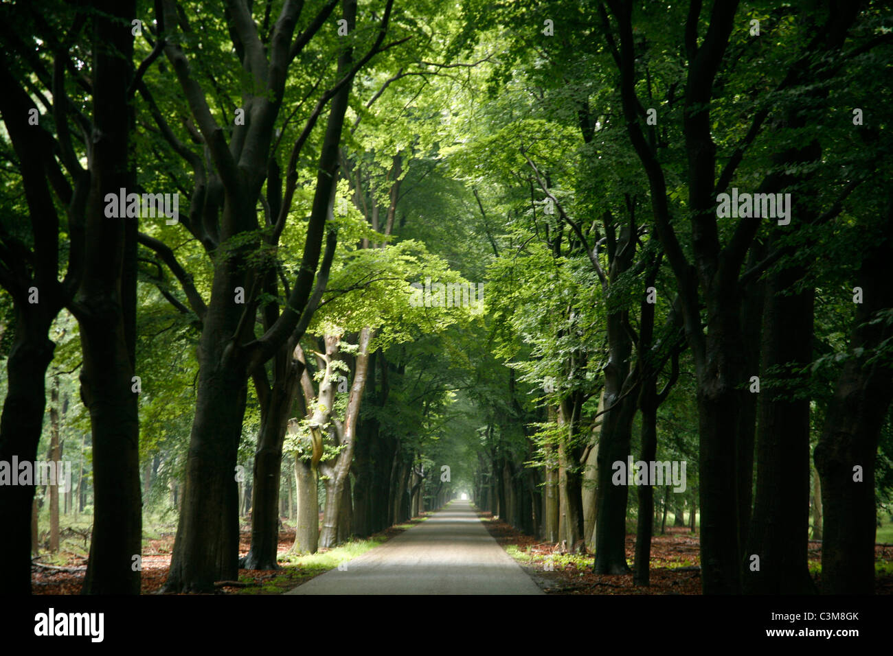 nature reserve in Holland Stock Photo - Alamy