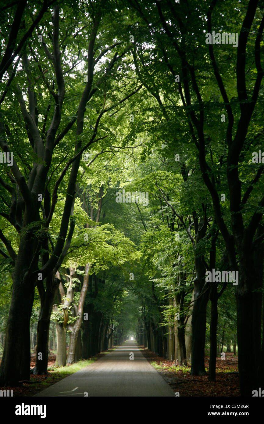 nature reserve in Holland Stock Photo - Alamy