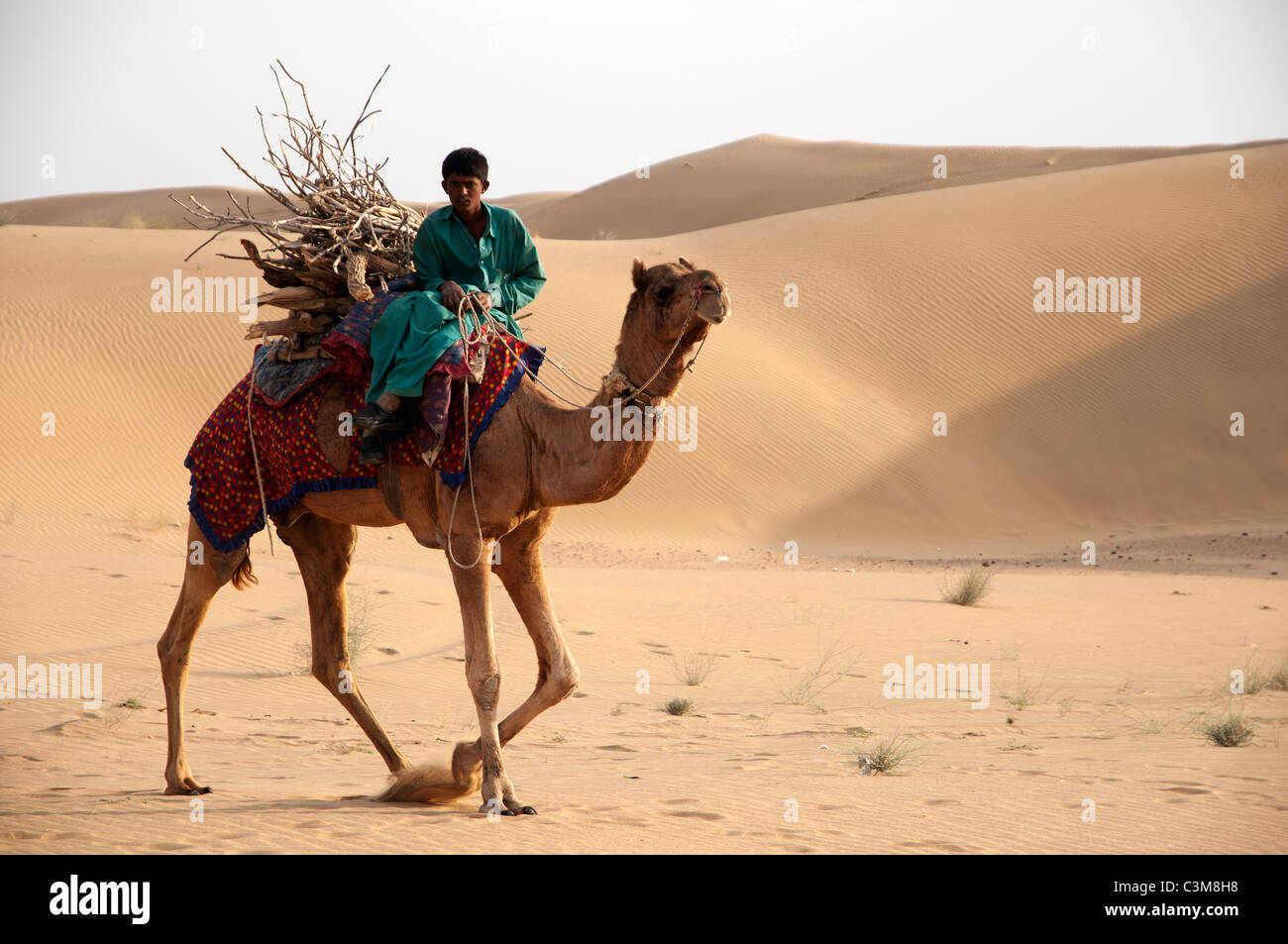 Indian boy riding a camel to fetch wood in the Thar desert of Rajasthan ...