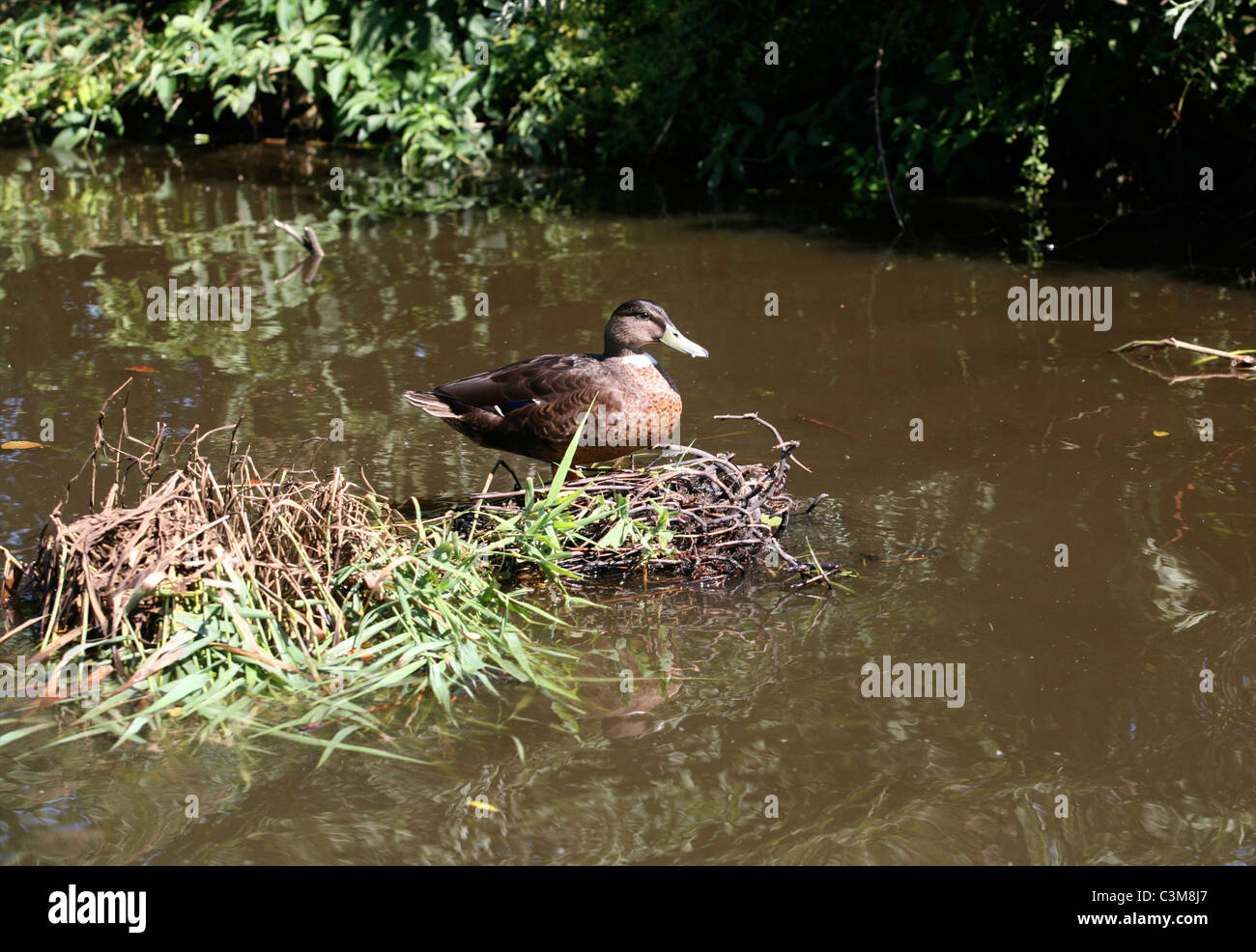 Dutch duck hi-res stock photography and images - Alamy