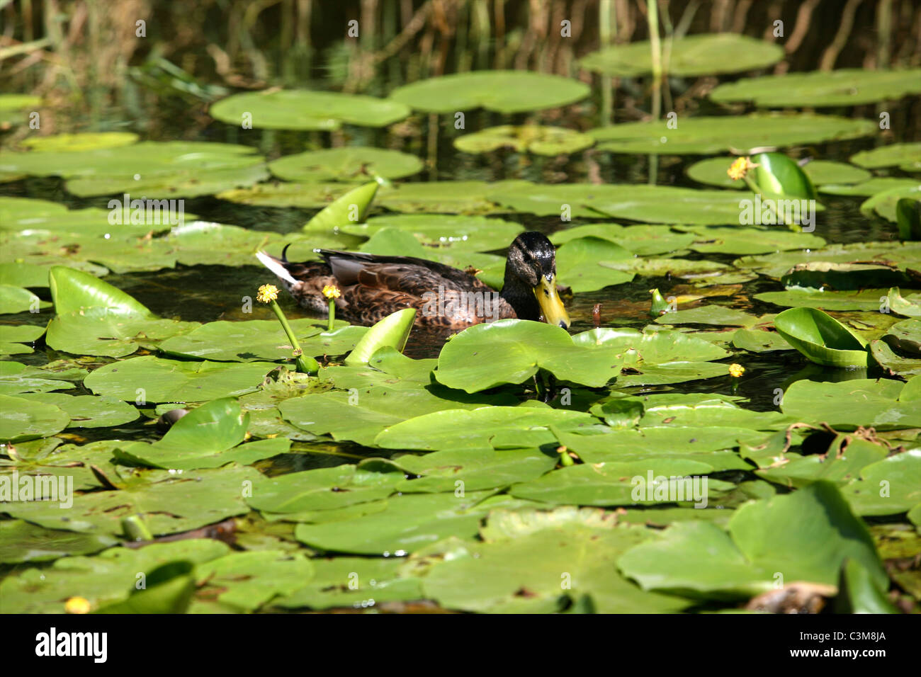 Dutch duck hi-res stock photography and images - Alamy