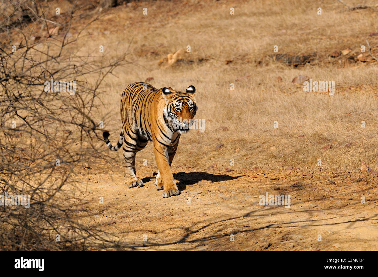 Tiger moving on the dry grasses of the dry deciduous forest of ...