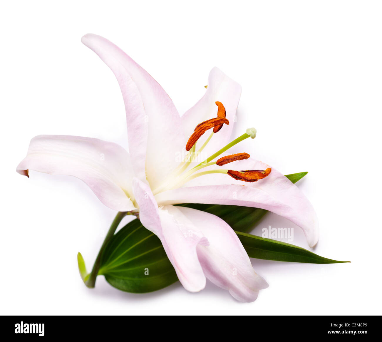 Pure lily Cut Out Stock Images & Pictures - Alamy