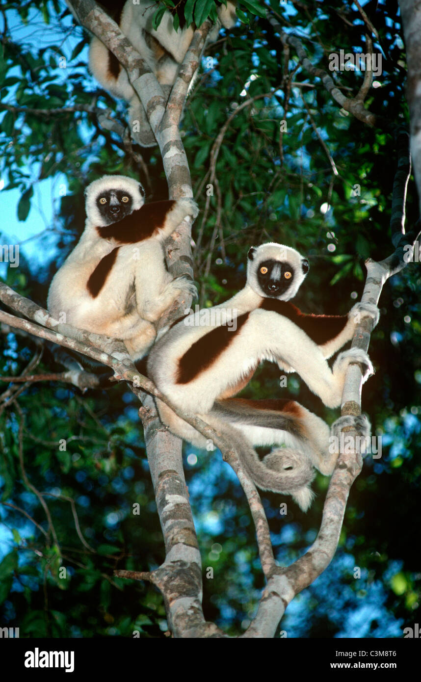 Coquerel's sifaka lemurs (Propithecus verreauxi coquereli: Lemuridae ...