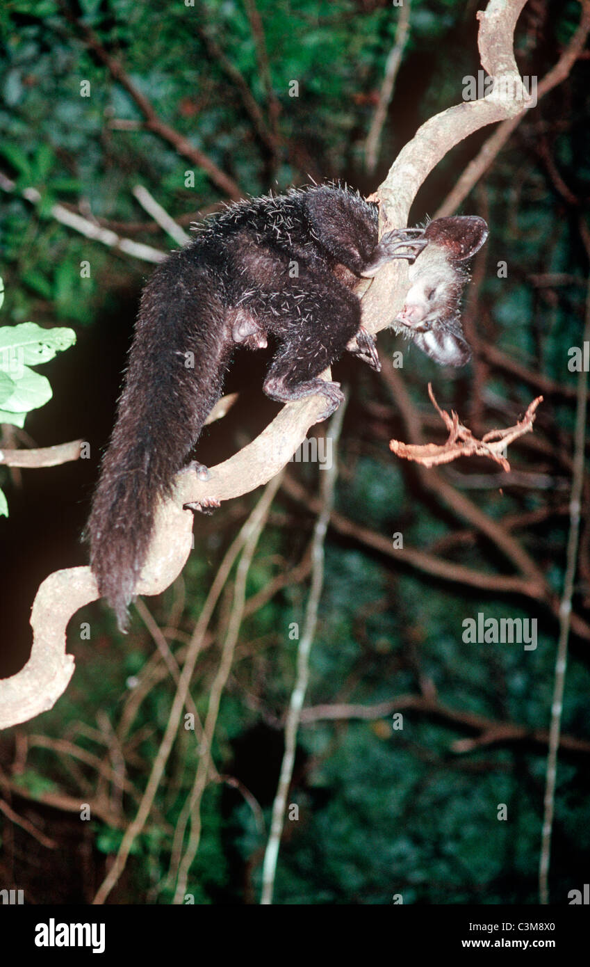 Aye-aye lemur (Daubentonia madagascariensis: Lemuridae) feeding at ...