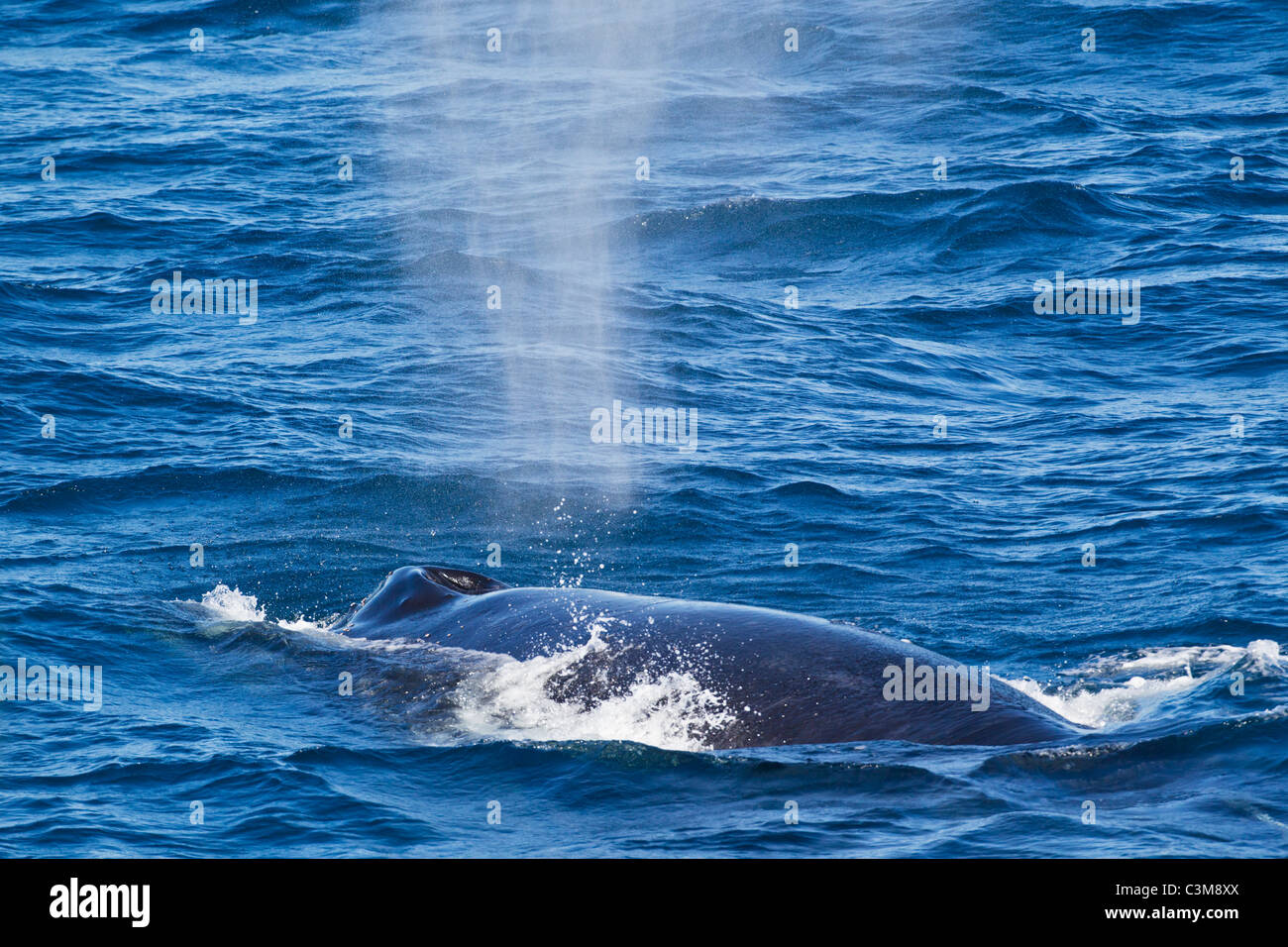 South Atlantic Ocean, View of fin whale spraying water Stock Photo - Alamy
