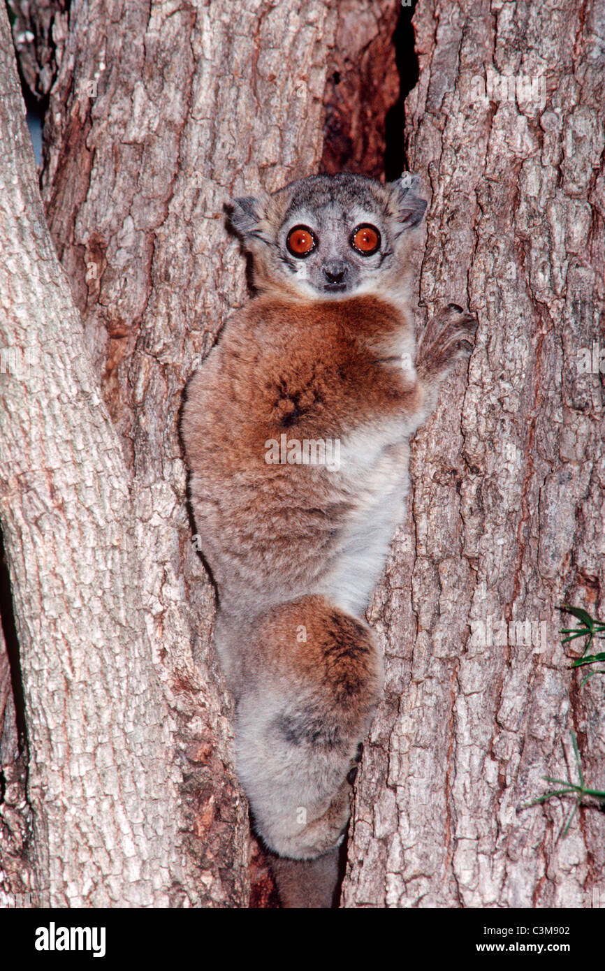 Dry-bush weasel lemur / Sportive Lemur (Lepilemur mustelinus leucopus ...