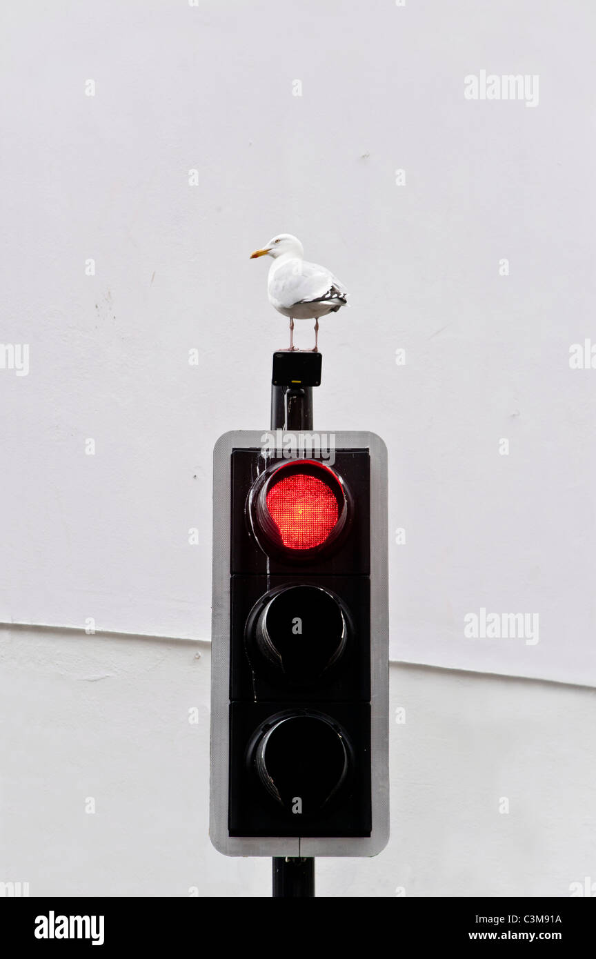 Sea gull standing on a traffic light. The light is red. The background ...
