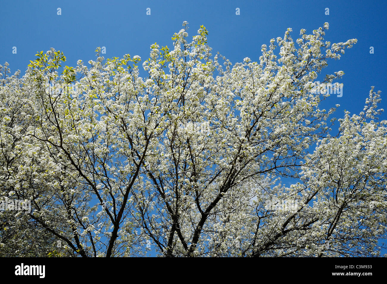 Soft white spring blossoms on a crab apple tree Stock Photo - Alamy