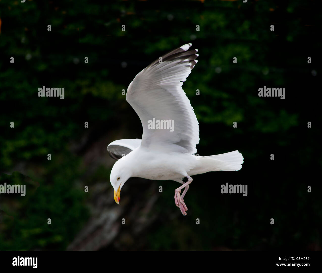 A sea gull hovering in a strong breeze, preparatory to landing, against ...