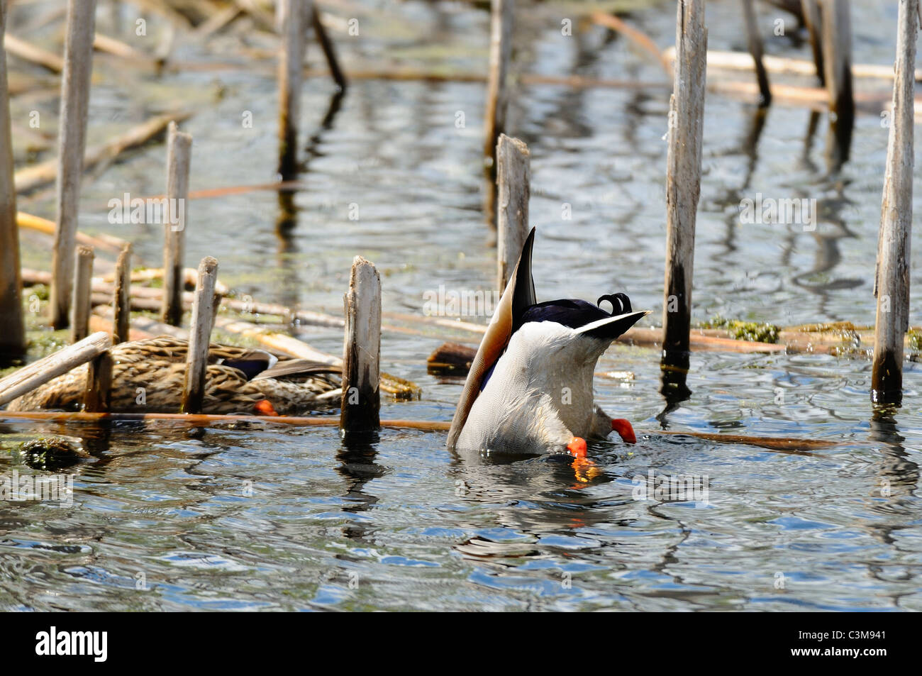 Male Mallard Duck upside-down feeding in Illinois marsh Stock Photo - Alamy