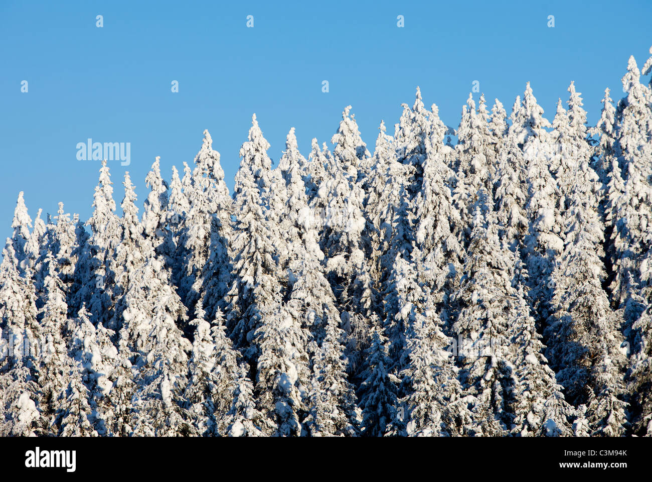View of snow covered boreal spruce ( Picea Abies ) trees in the taiga forest , Finland Stock ...