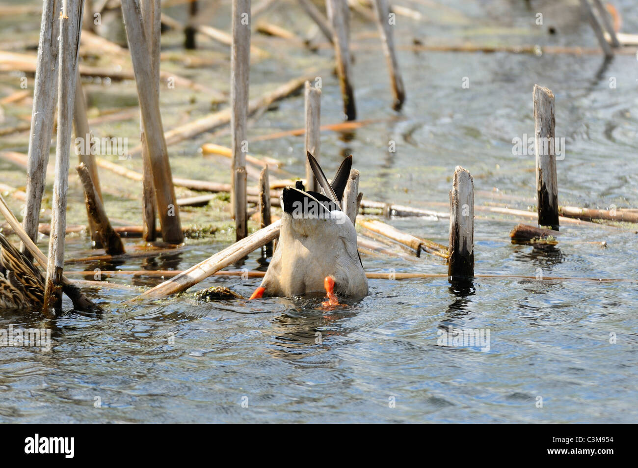 Male Mallard Duck upside-down feeding in Illinois marsh Stock Photo - Alamy