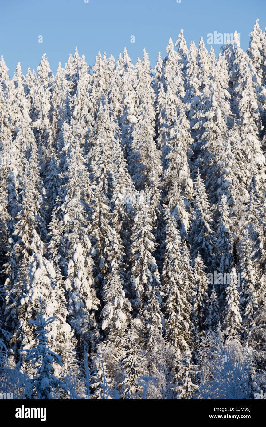View of snow covered spruce ( Picea Abies ) trees in the taiga forest , Finland Stock Photo - Alamy