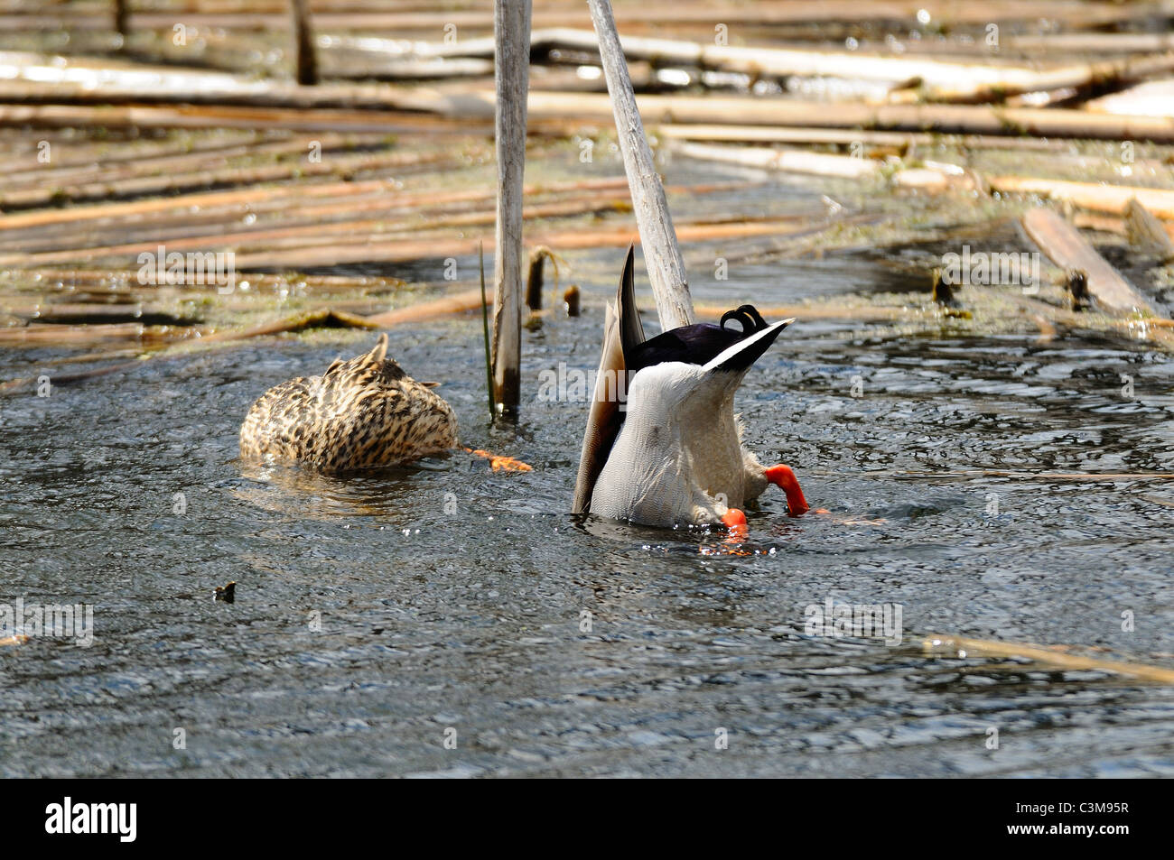 Male Mallard Duck upside-down feeding in Illinois marsh Stock Photo - Alamy