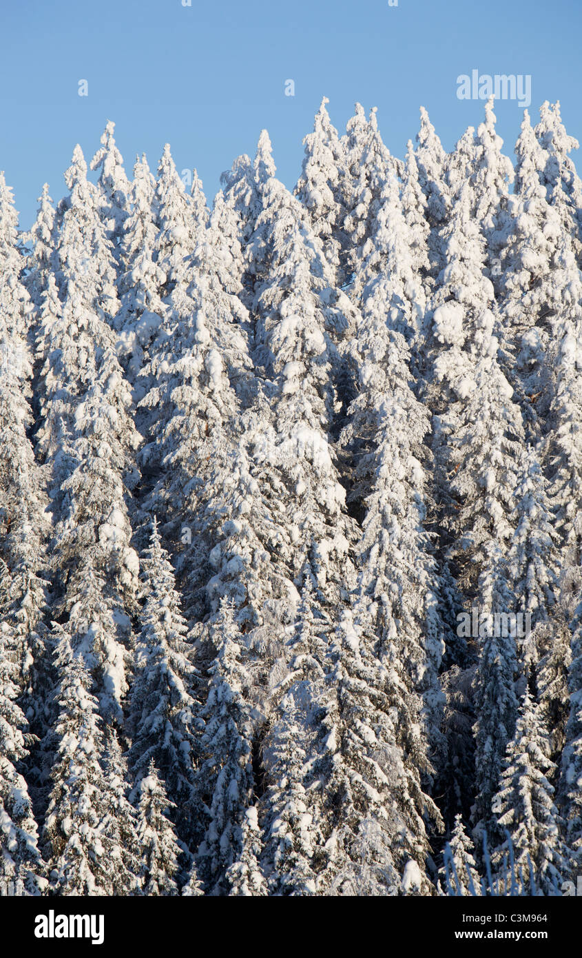 View of snow covered spruce ( Picea Abies ) trees in the taiga forest , Finland Stock Photo - Alamy