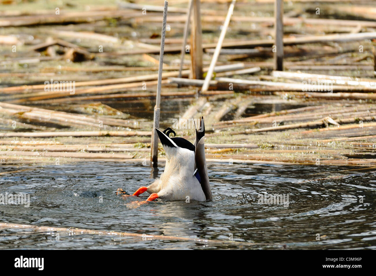Male Mallard Duck upside-down feeding in Illinois marsh Stock Photo - Alamy