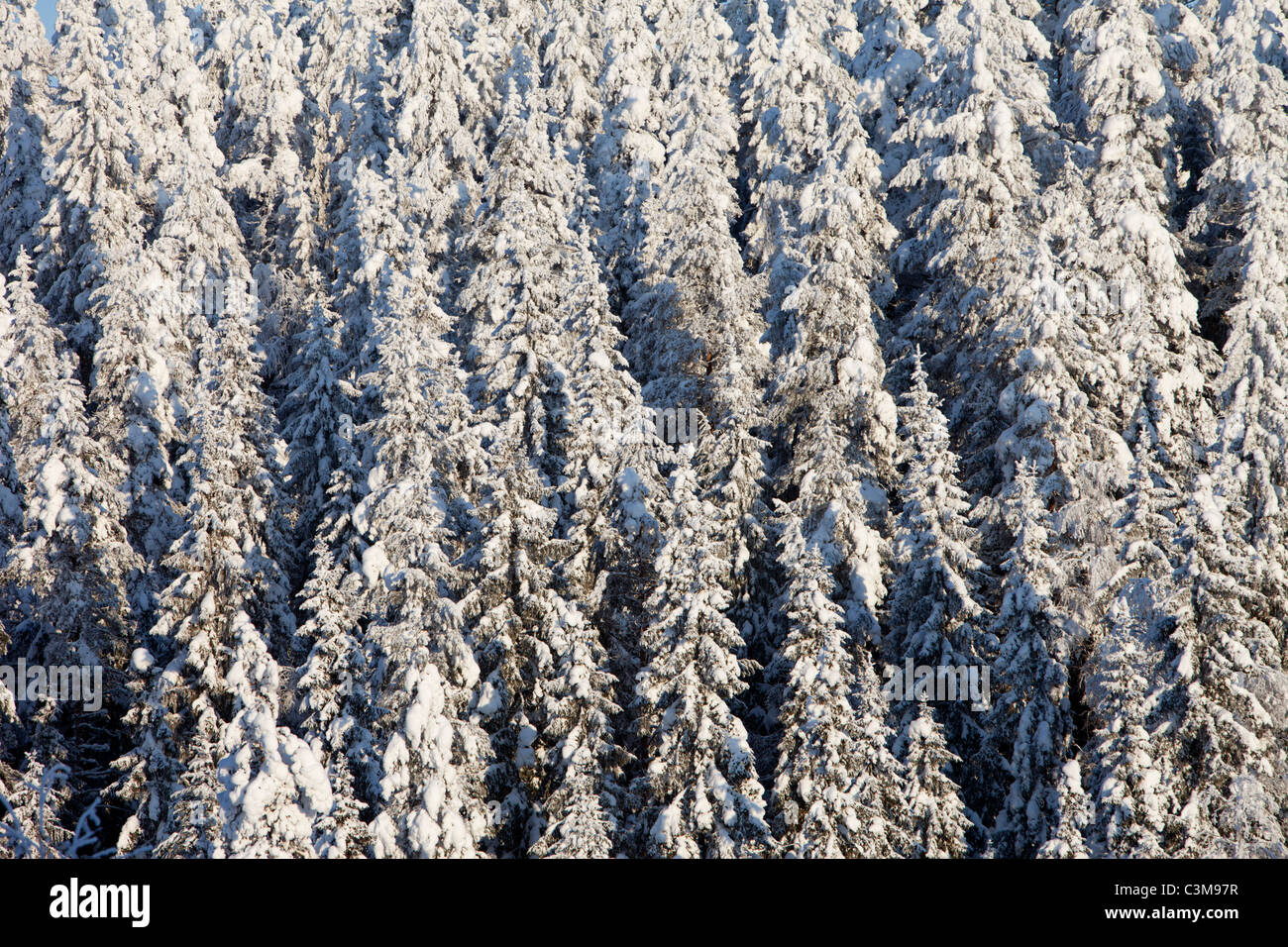 View of snow covered spruce ( Picea Abies ) trees in the taiga forest , Finland Stock Photo - Alamy