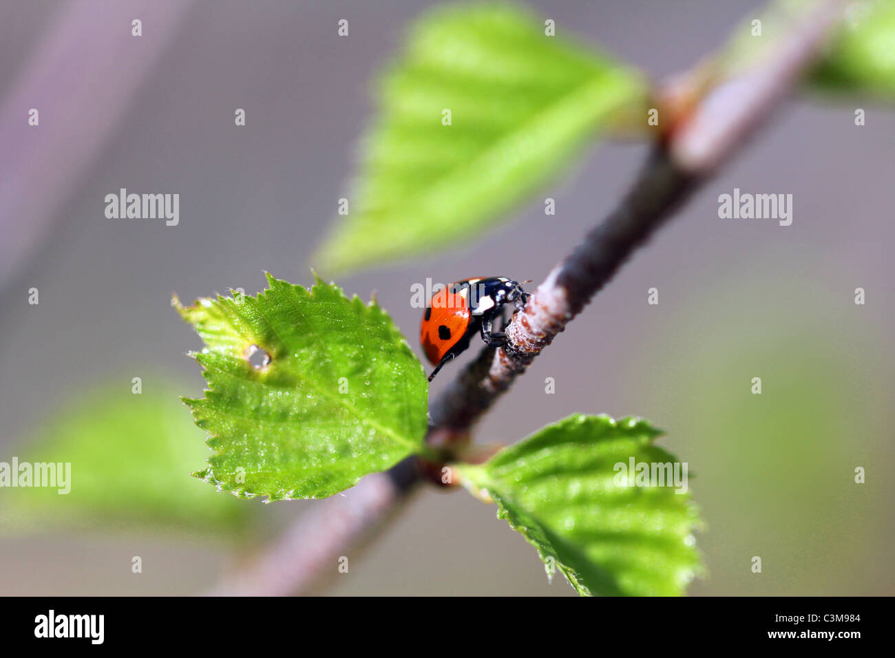 Seven Spotted Ladybug Climbing Upwards Stock Photo - Alamy