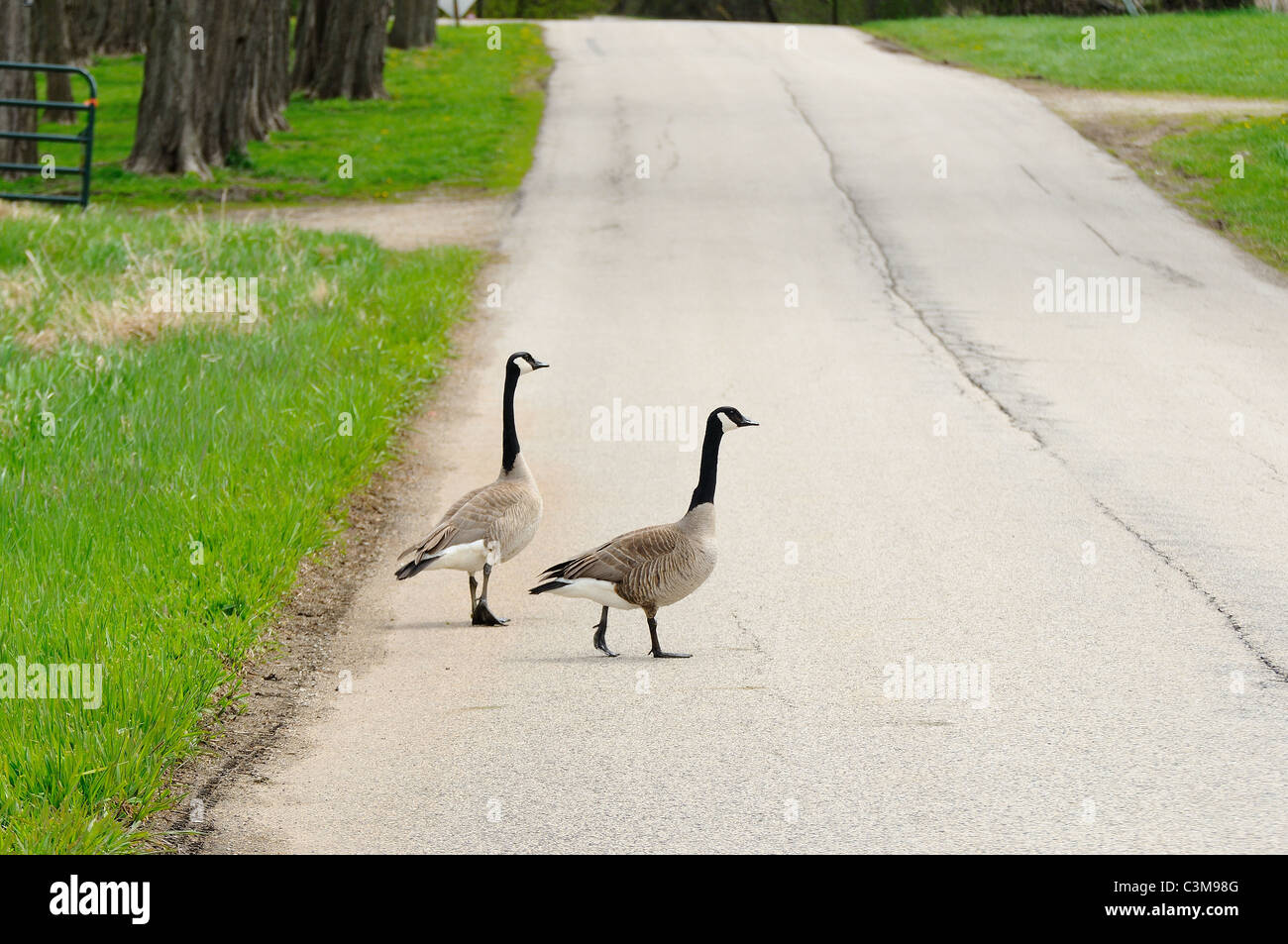 Canadian Goose couple crossing road Stock Photo - Alamy