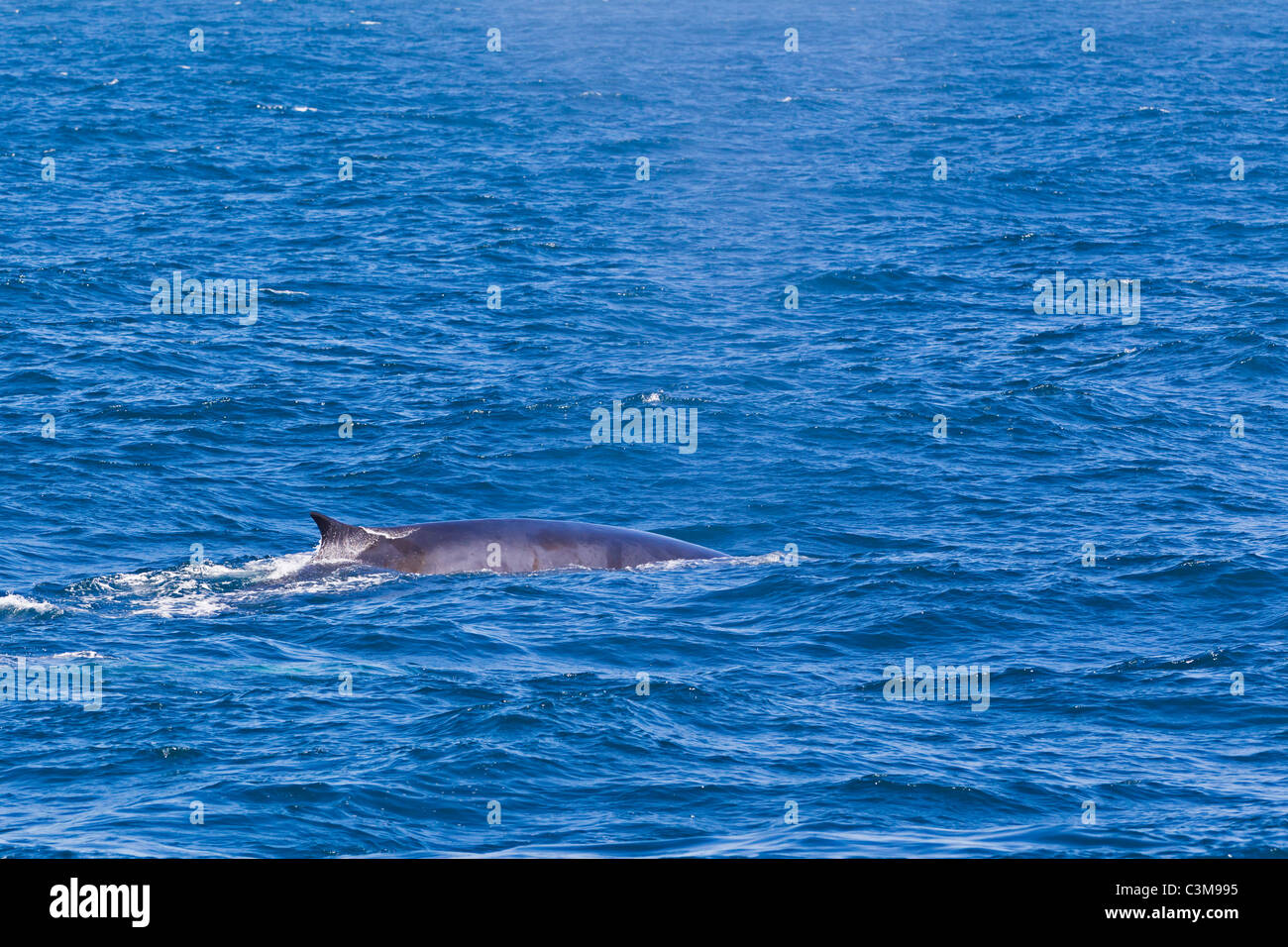 South Atlantic Ocean, View of fin whale swimming in sea Stock Photo - Alamy