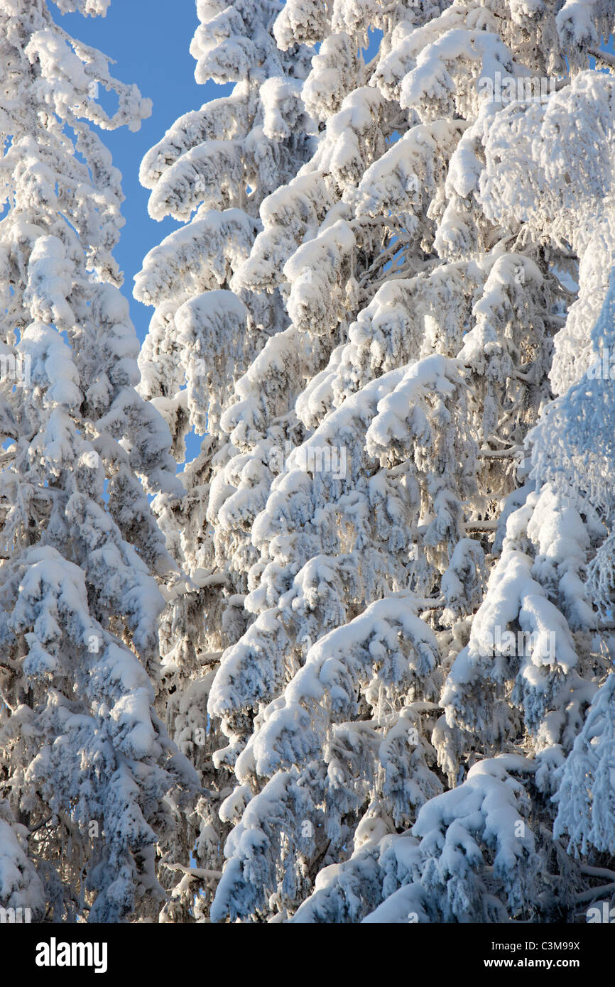View of snow covered spruce ( Picea Abies ) tree branches at taiga forest , Finland Stock Photo ...