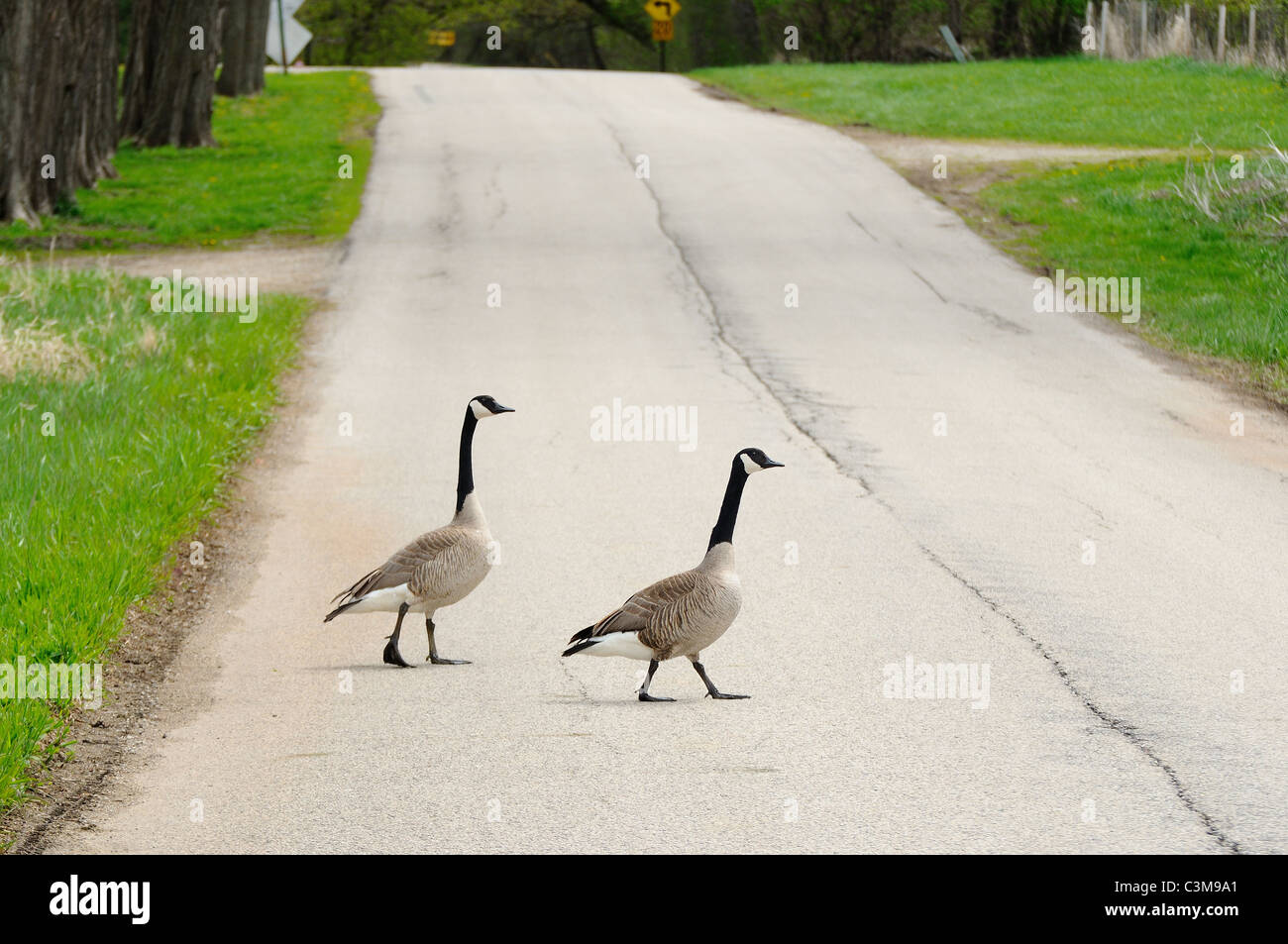 Canadian Goose couple crossing road Stock Photo - Alamy