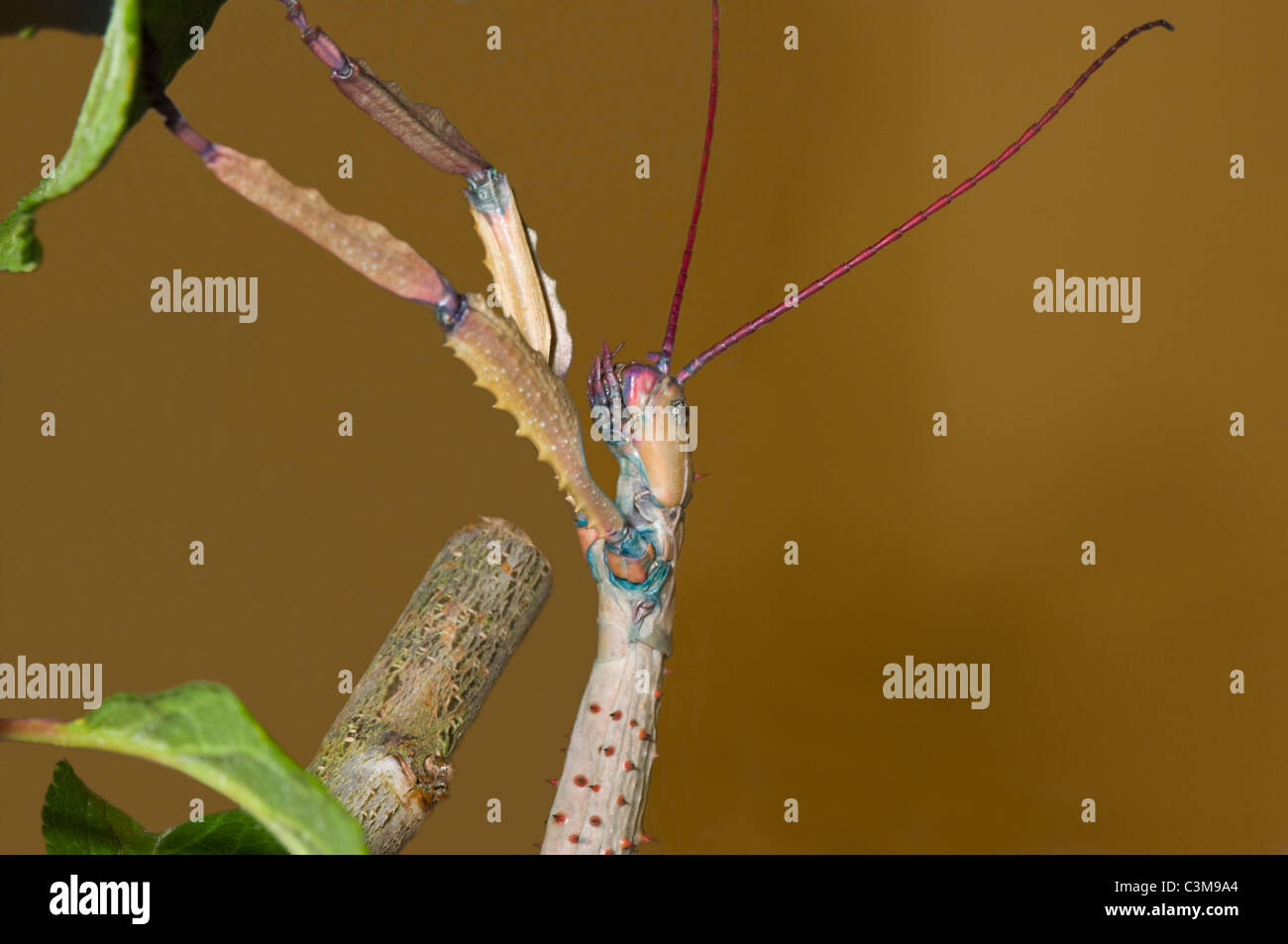 Stick insects madagascar hi-res stock photography and images - Alamy